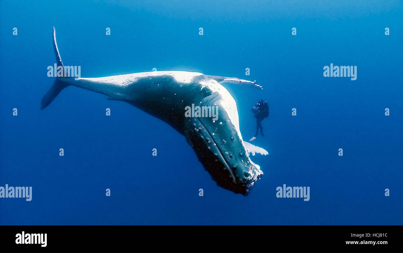 OCEANS, Humpback whale, Rurutu, Franch Polynesia, on location, 2009 ...
