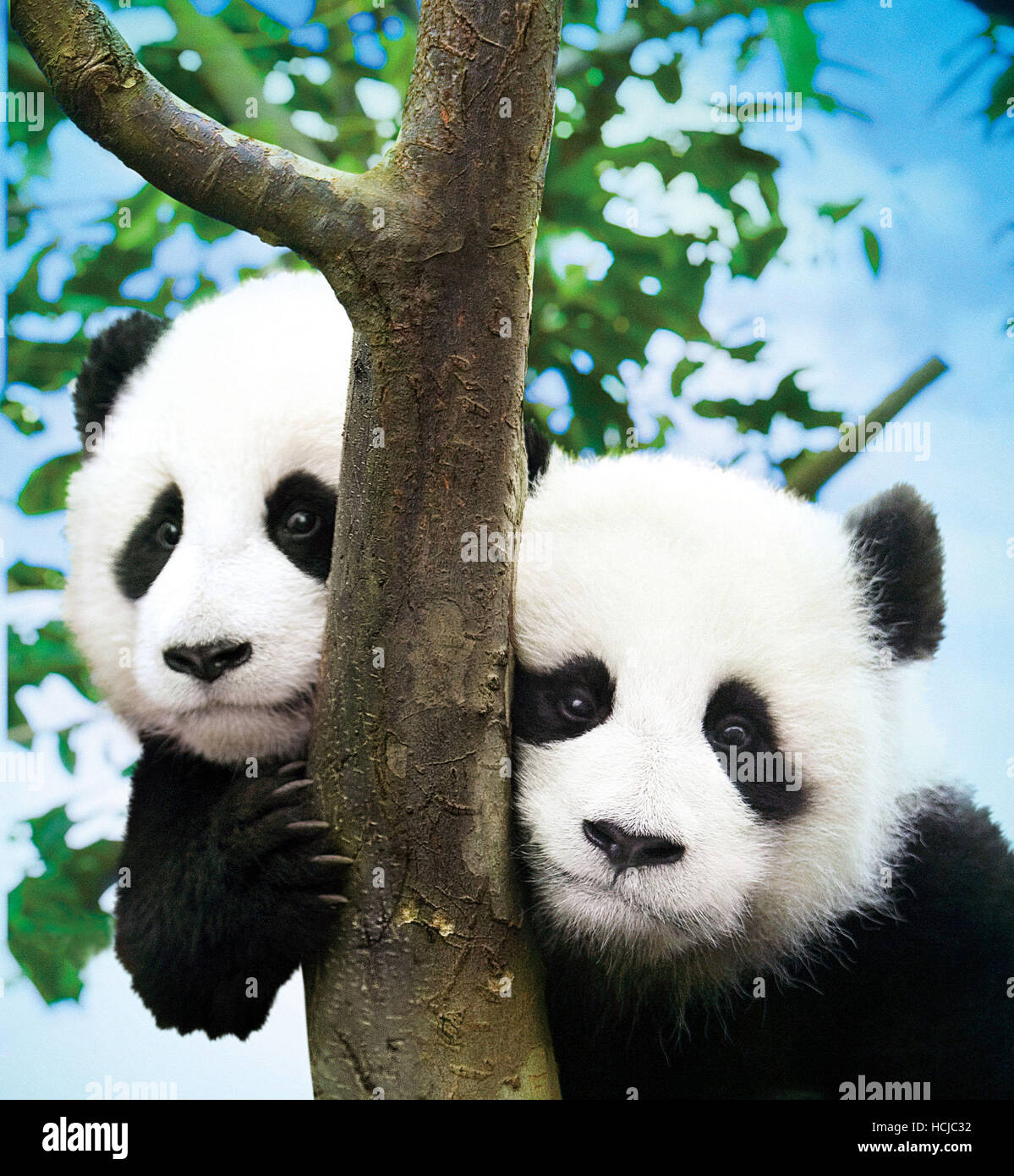 PANDA DIARY, (aka PANDAFURU RAIFU), 2008. ©Shochiku Company/Courtesy ...
