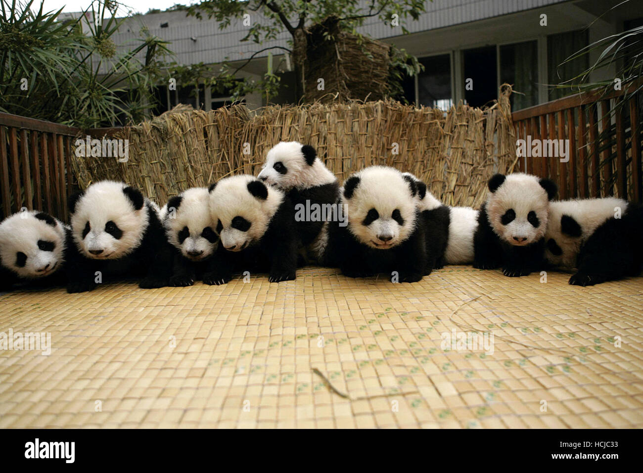 PANDA DIARY, (aka PANDAFURU RAIFU), 2008. ©Shochiku Company/Courtesy ...