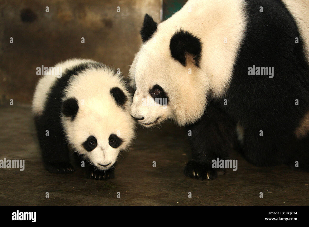 PANDA DIARY, (aka PANDAFURU RAIFU), 2008. ©Shochiku Company/Courtesy ...