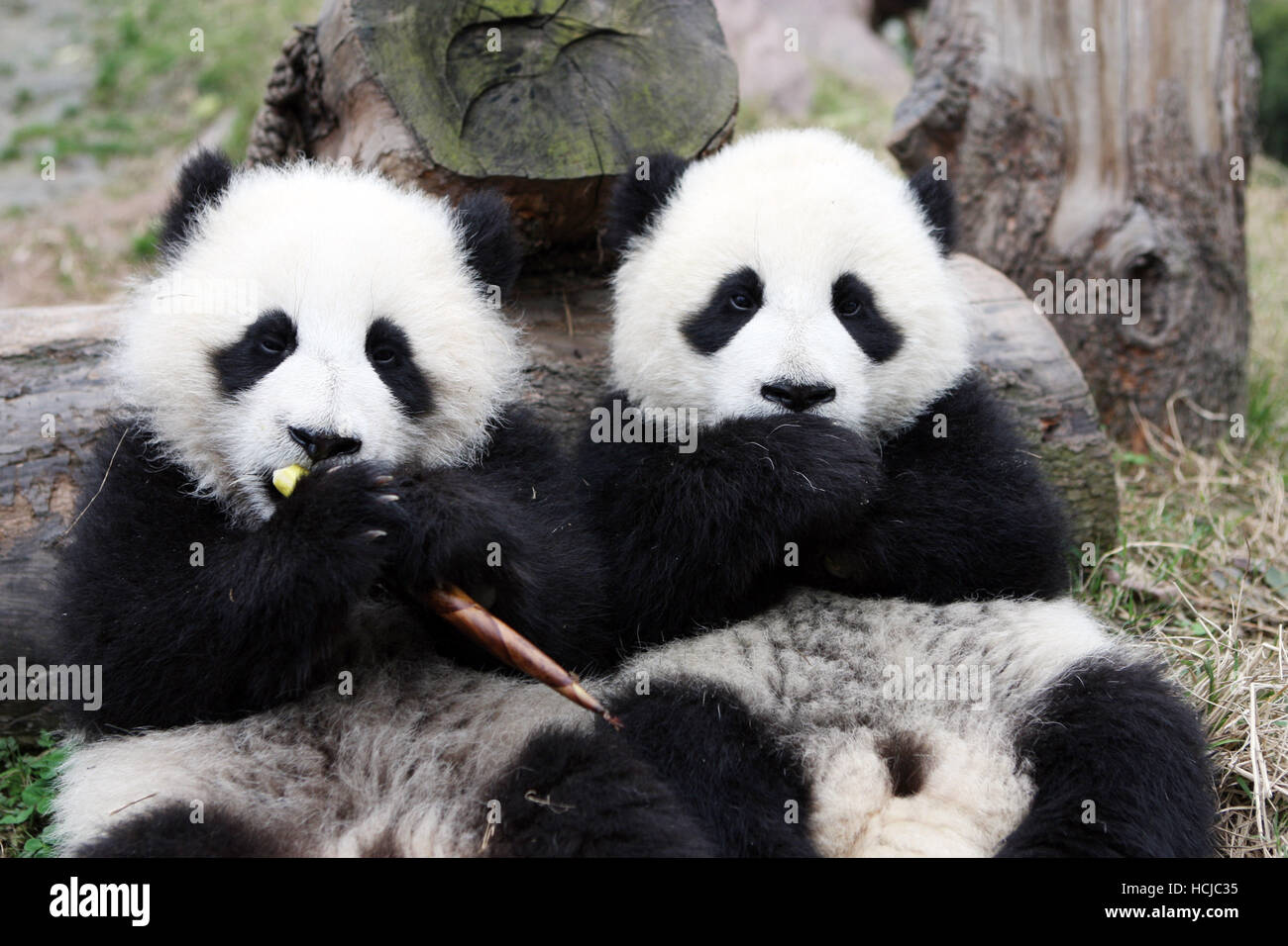 PANDA DIARY, (aka PANDAFURU RAIFU), 2008. ©Shochiku Company/Courtesy ...
