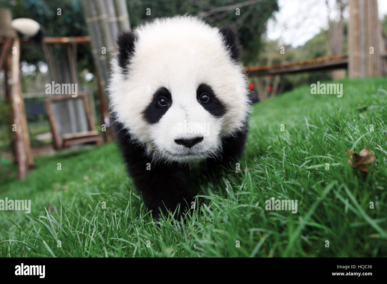 PANDA DIARY, (aka PANDAFURU RAIFU), 2008. ©Shochiku Company/Courtesy ...
