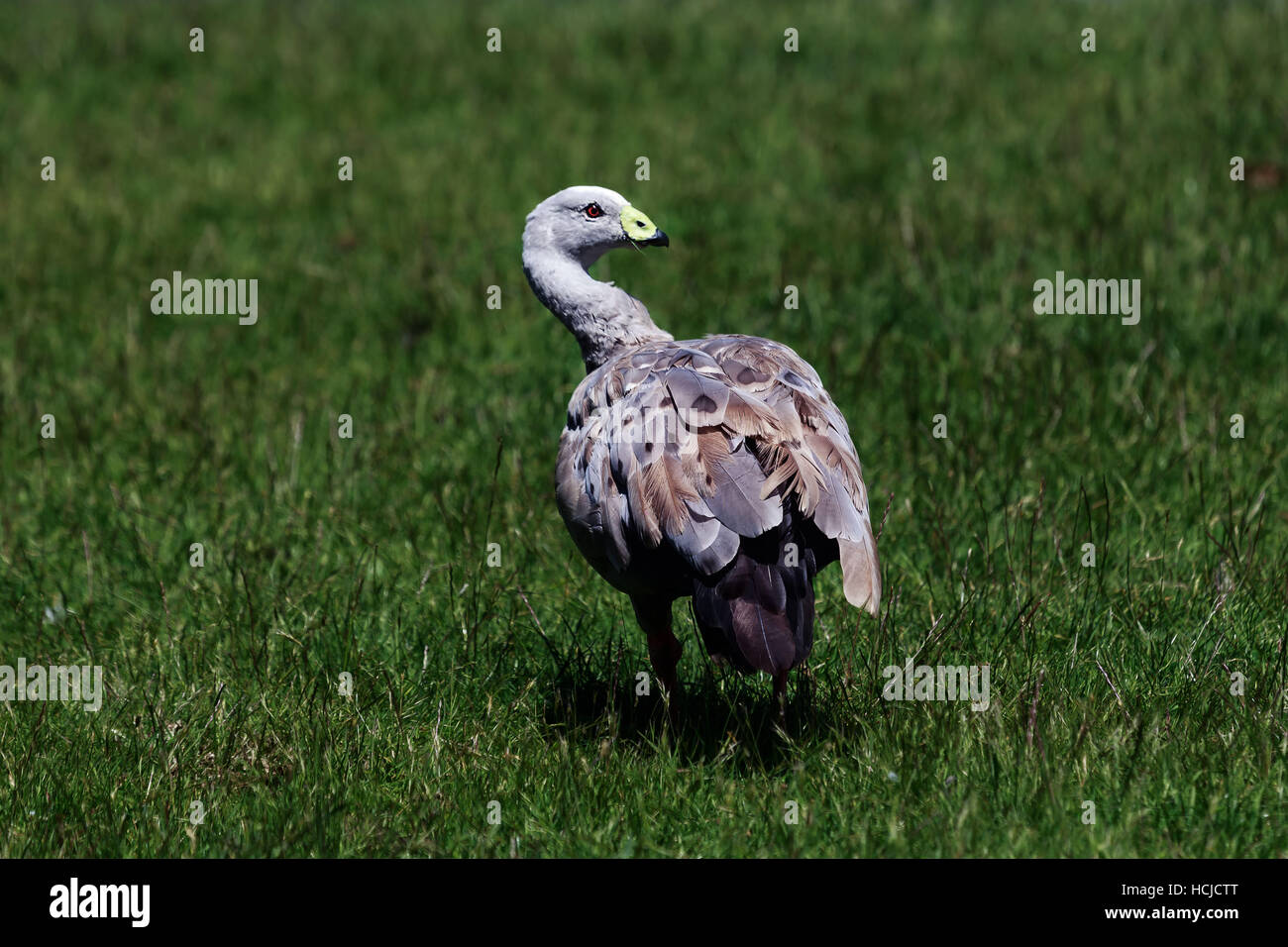 Goose Looking backwards Stock Photo - Alamy