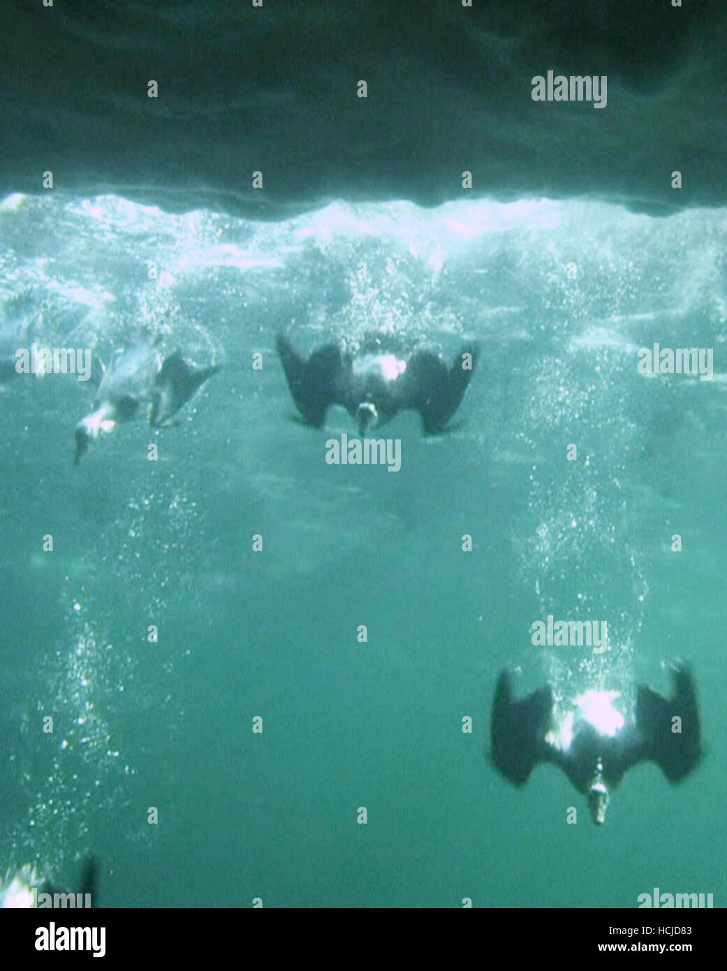 PEOPLE OF A FEATHER, arctic eider ducks dive below sea ice near the belcher islands, hudson bay ...