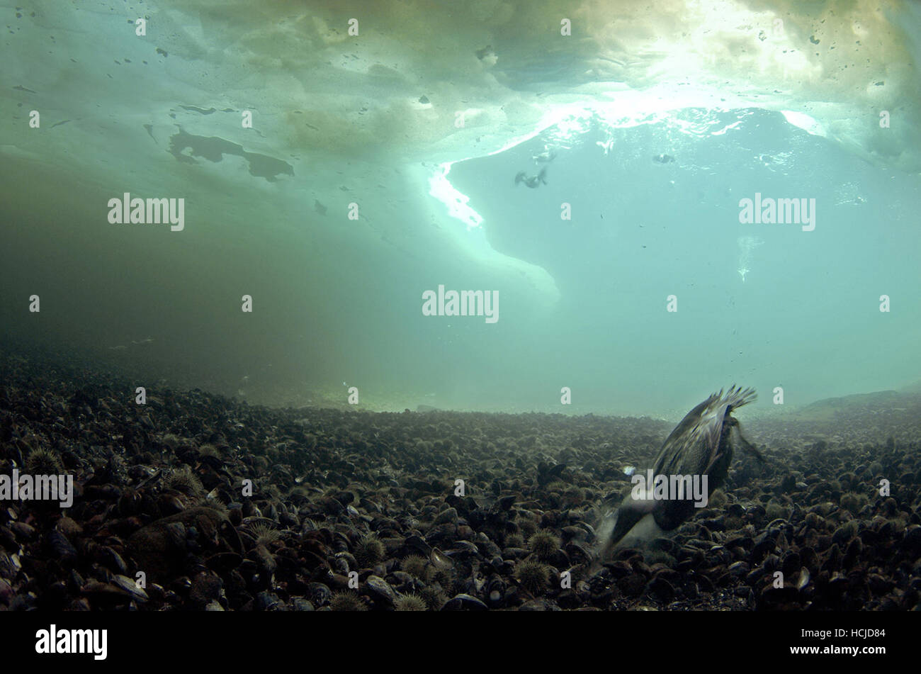 PEOPLE OF A FEATHER, view from the bottom of a polynya, an 'oasis' of ...