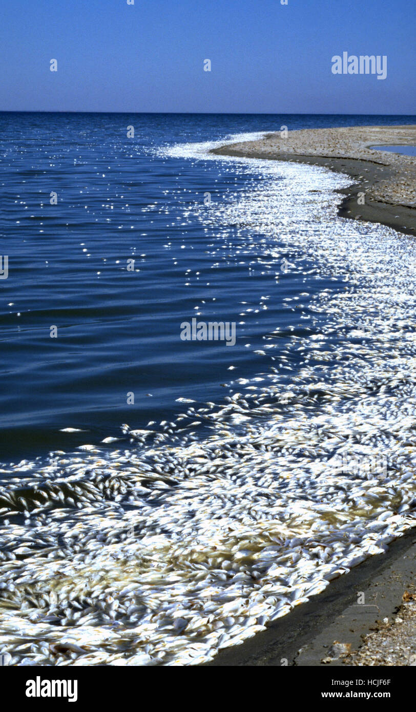 PLAGUES AND PLEASURES ON THE SALTON SEA, dead fish in the Salton Sea ...