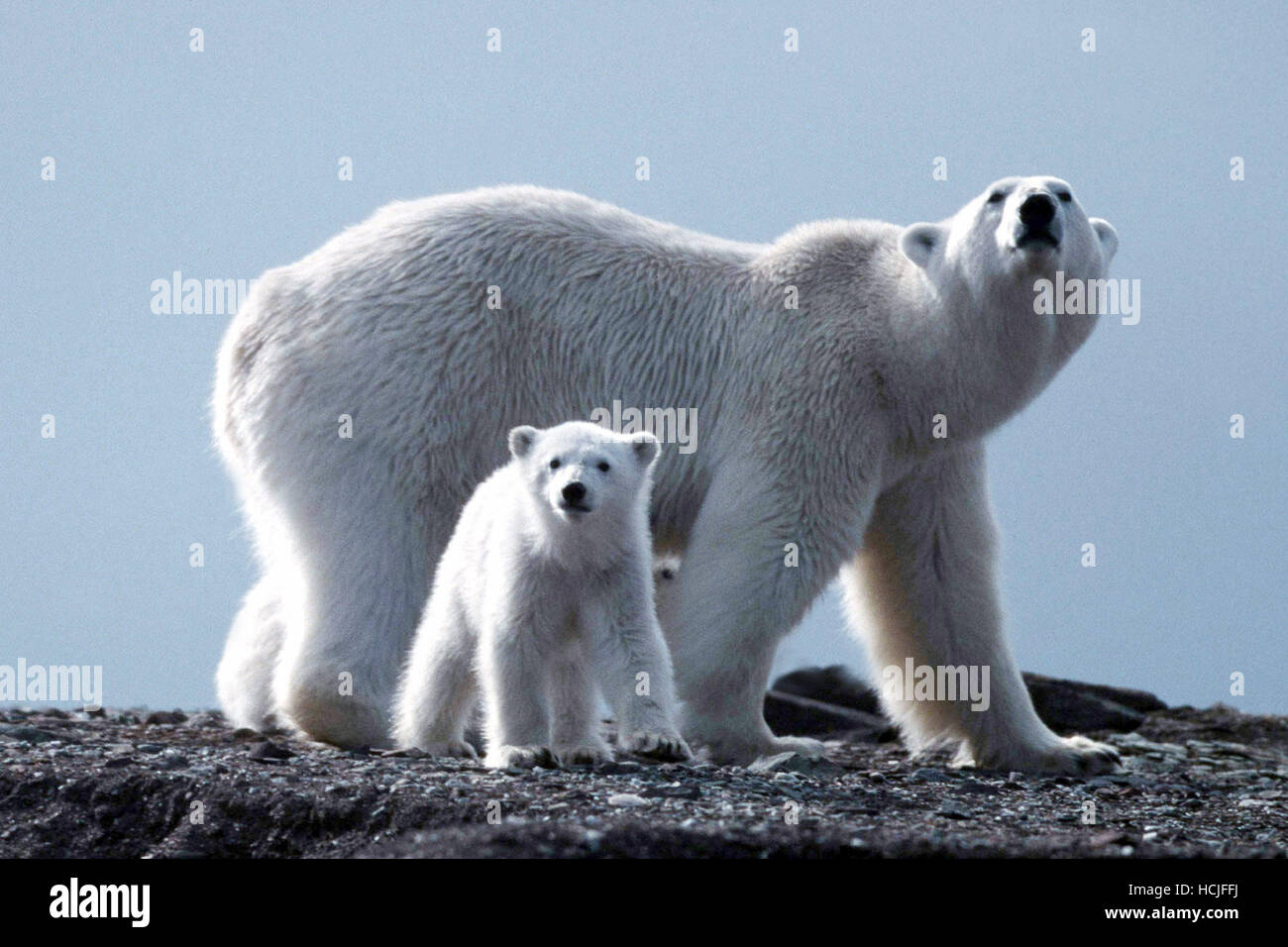 LA PLANETE BLANCHE, (aka THE WHITE PLANET), 2006, ©Paramount Classics ...