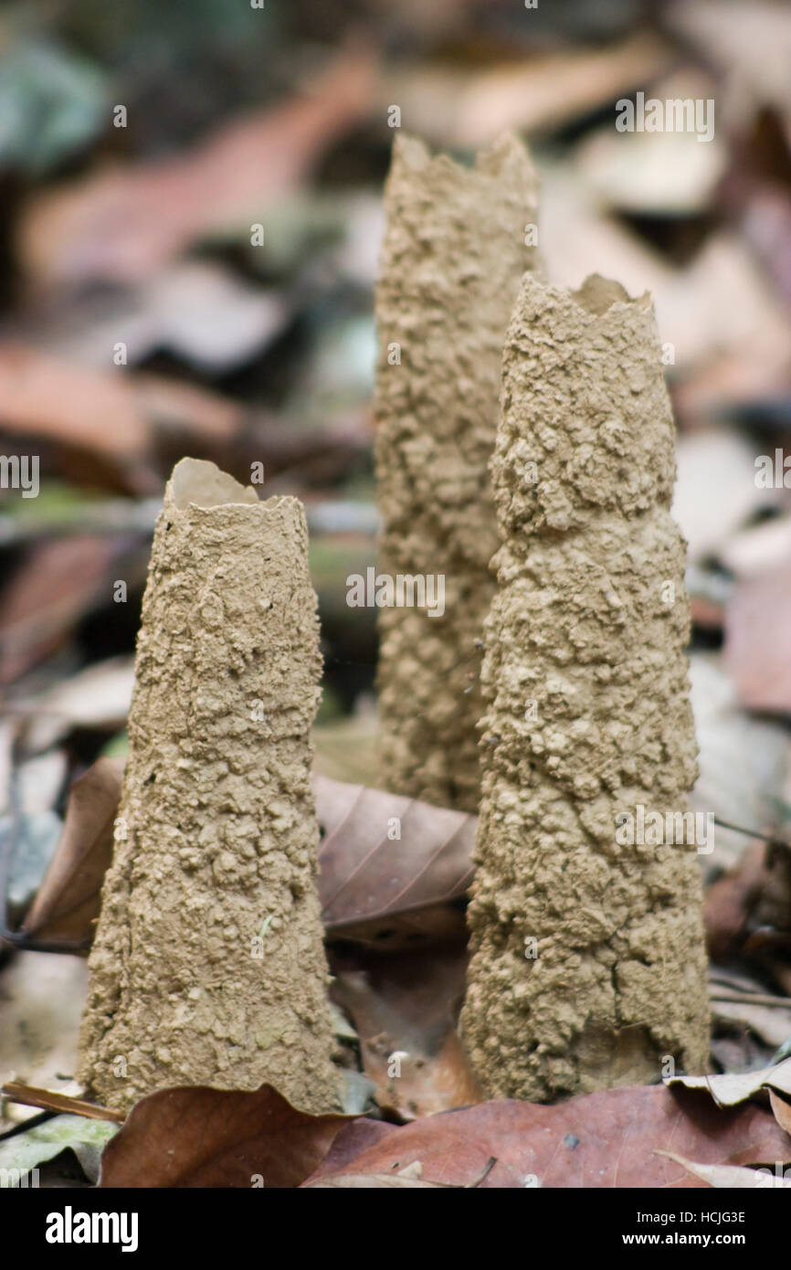 Mud tubes built by cicadas, Manu National Park, Peru. For up to 17 ...