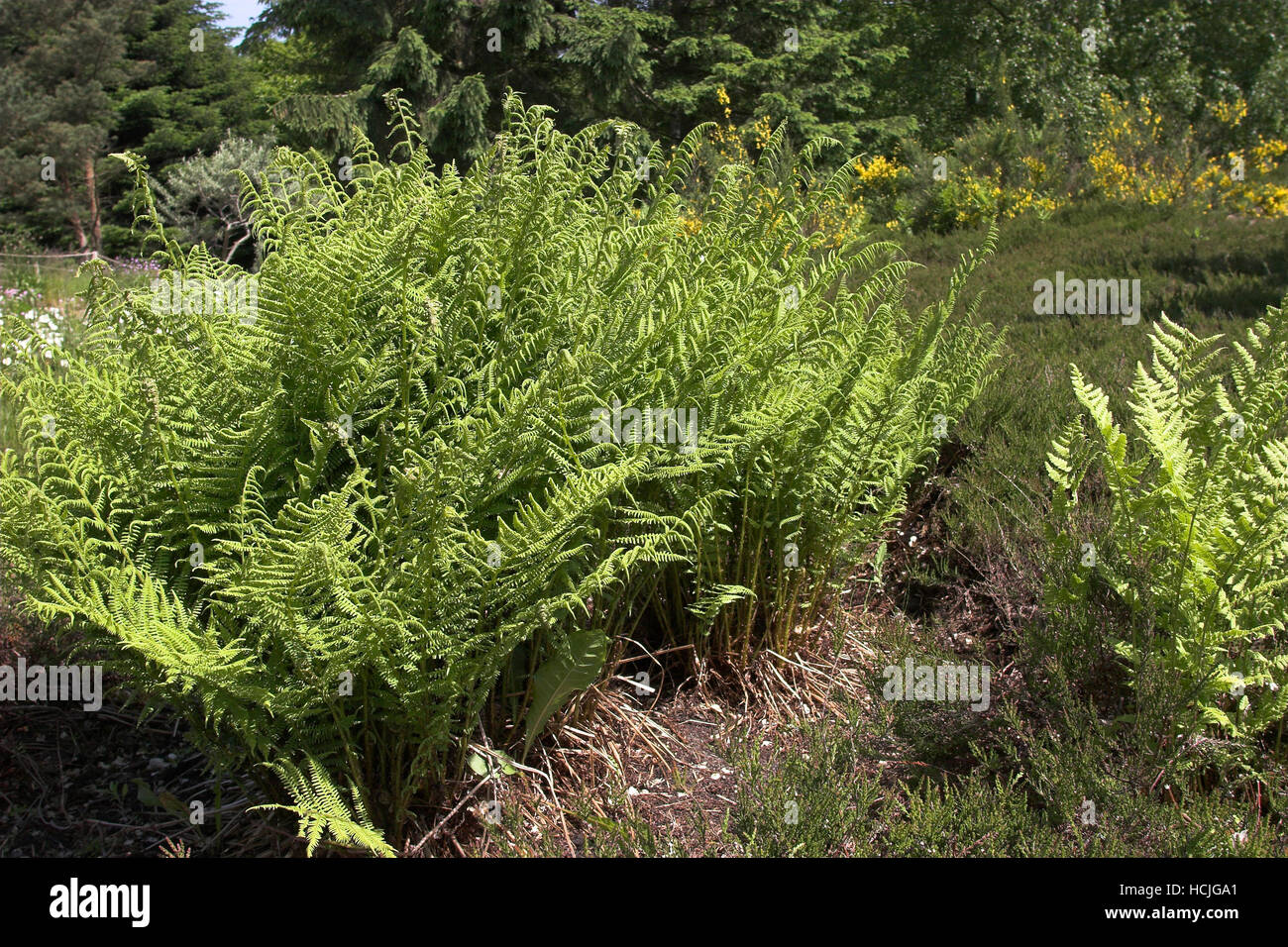 Wald-Frauenfarn, Waldfrauenfarn, Frauenfarn, Frauen-Farn, Athyrium ...