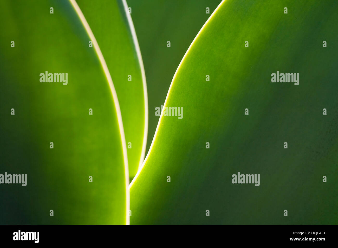 Backlit blades of a large succulent plant in Laguna Beach, California ...