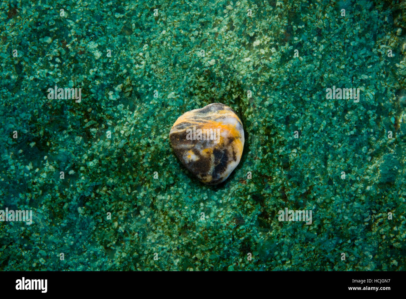 An orange stone with quartz lines against a green rock background with ...