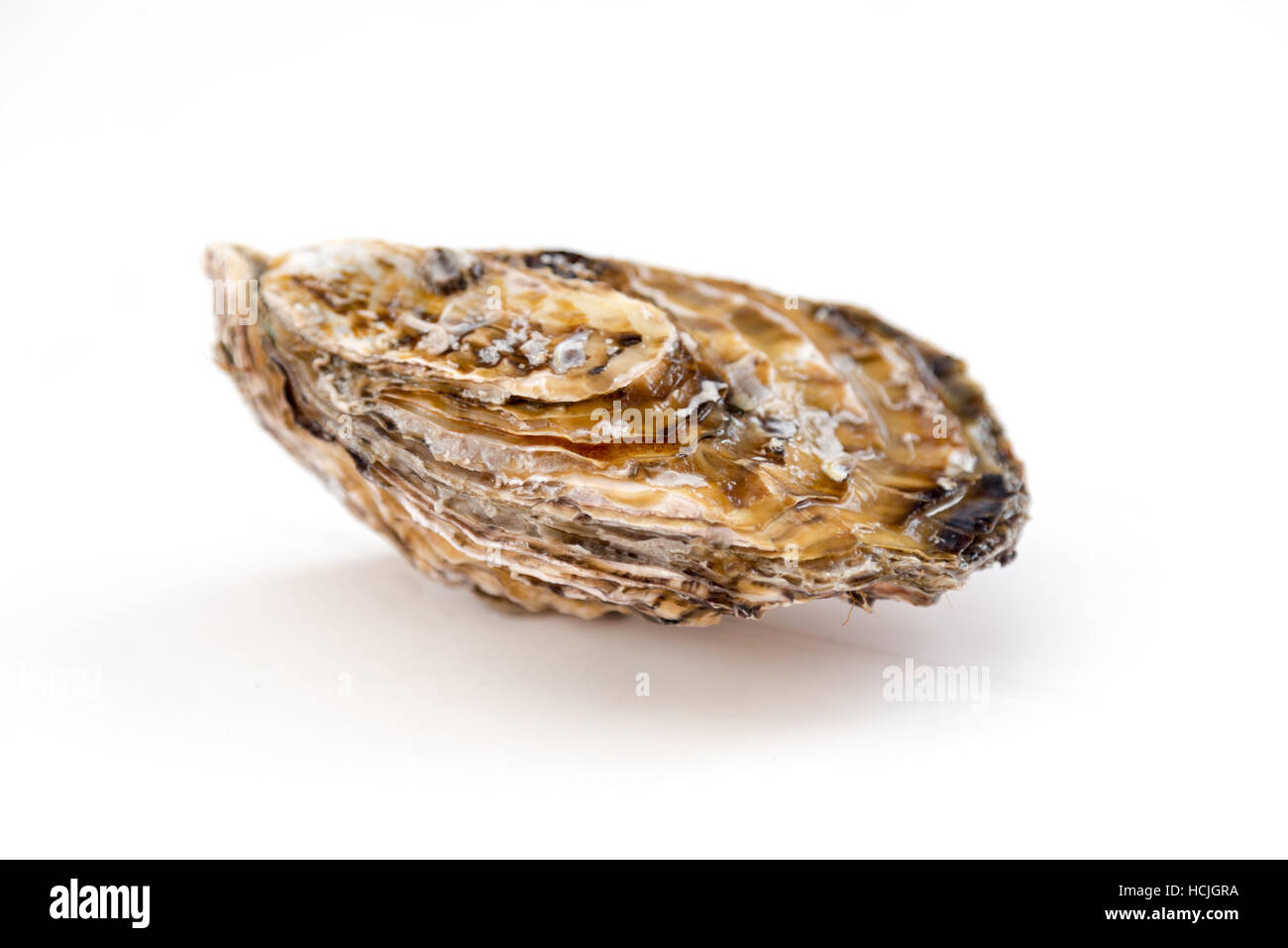 Partially cooked closed oyster shell against white background, isolated ...