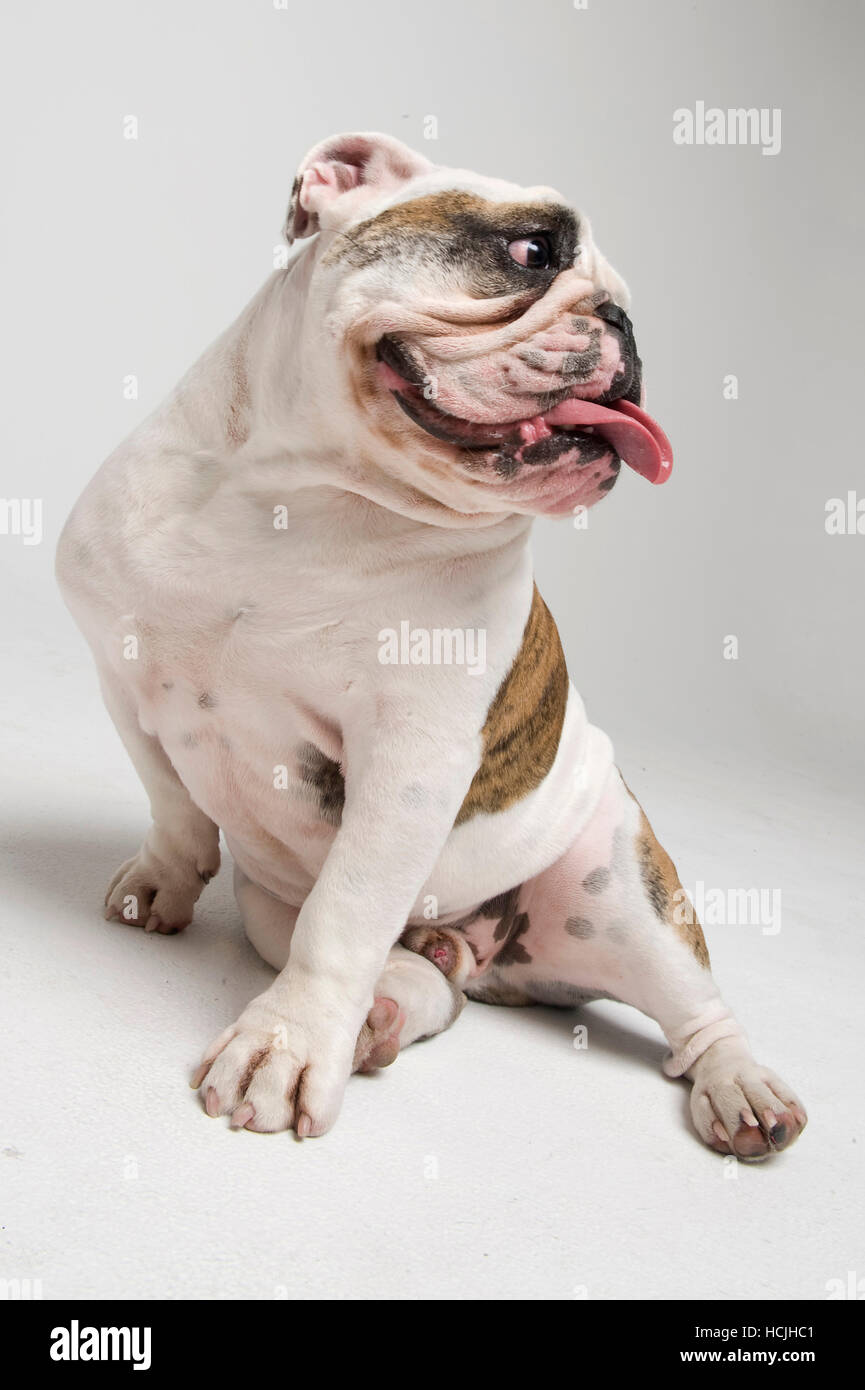 A white and tan bulldog lets his tongue hang out while he sits with his ...