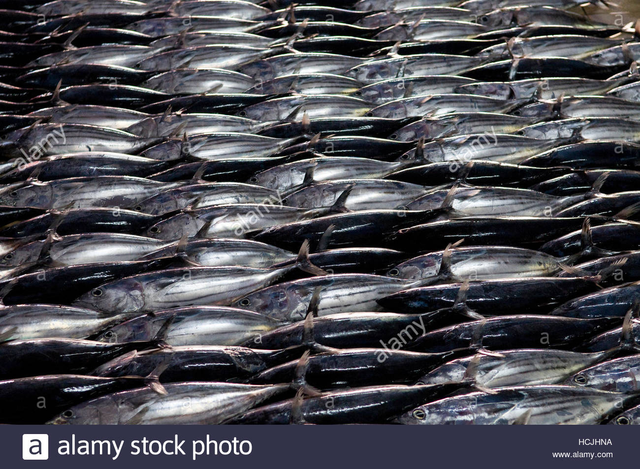 Skipjack Tuna High Resolution Stock Photography and Images - Alamy