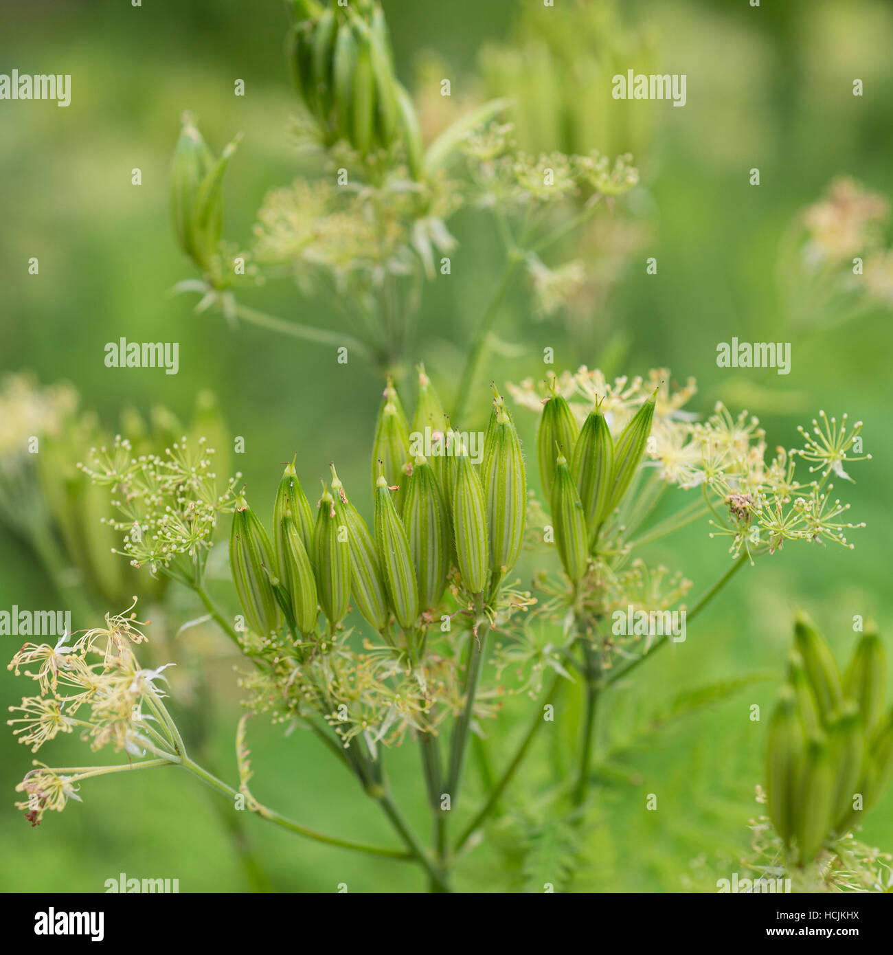 Myrrhis odorata seeds hi-res stock photography and images - Alamy