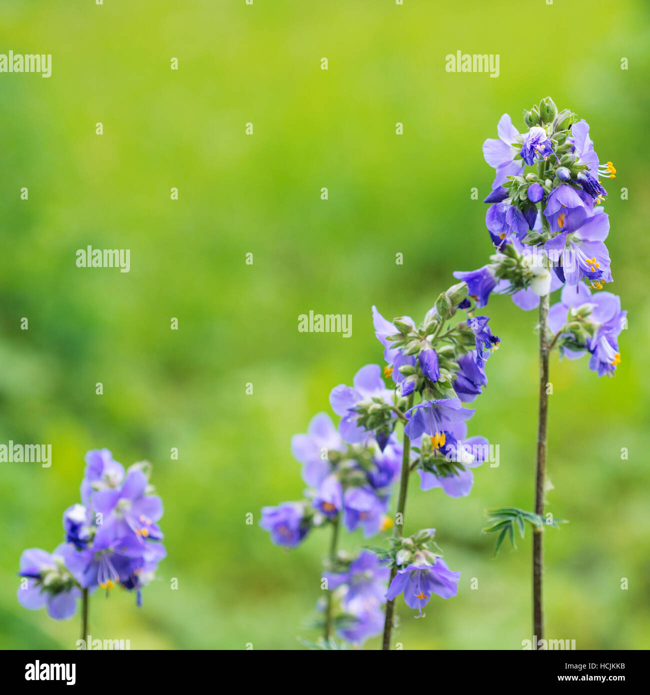 Polemonium plant with blue flowers hi-res stock photography and images ...