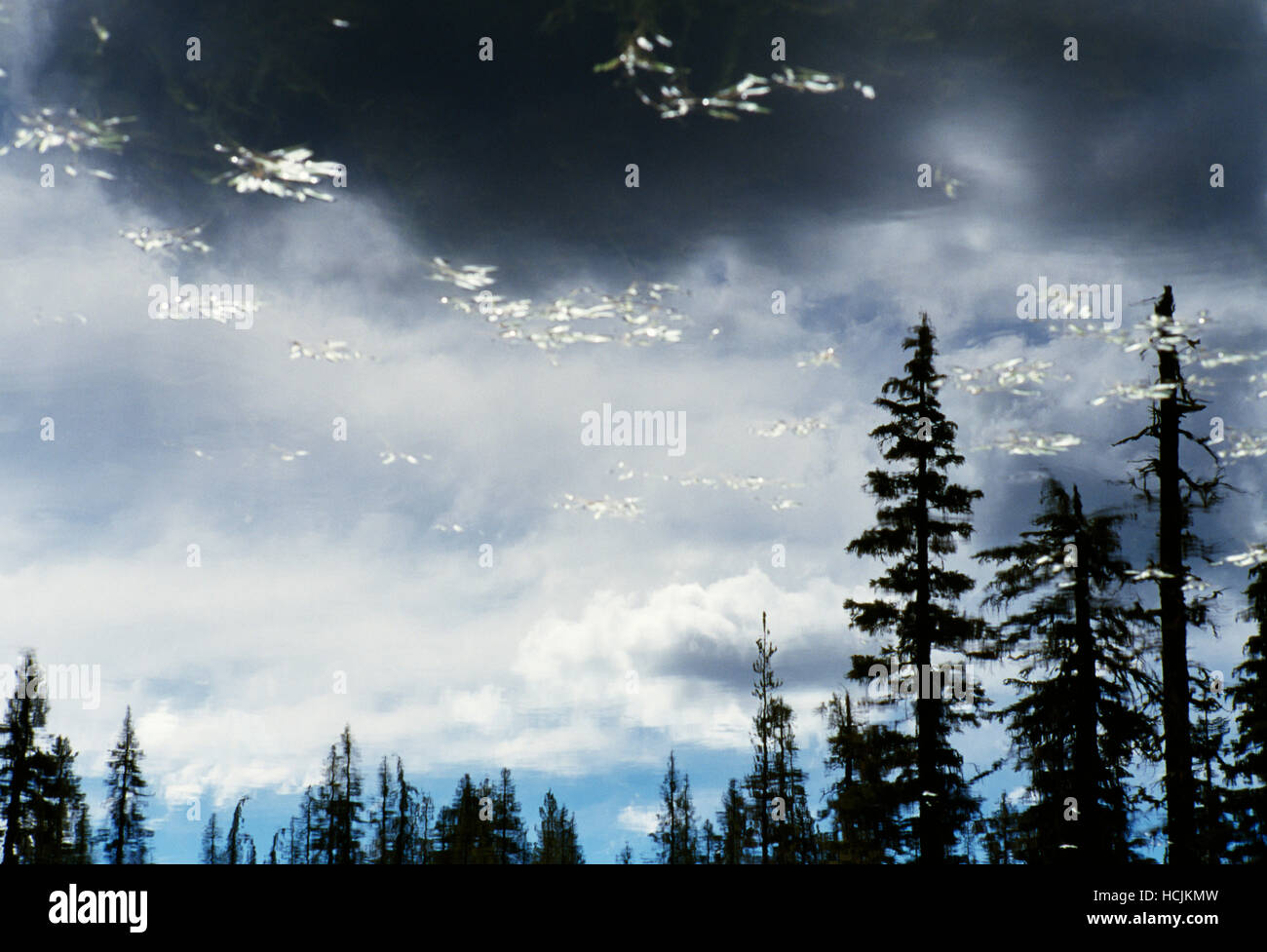 Clouds and tree tops reflected in still lake water in The Warner ...