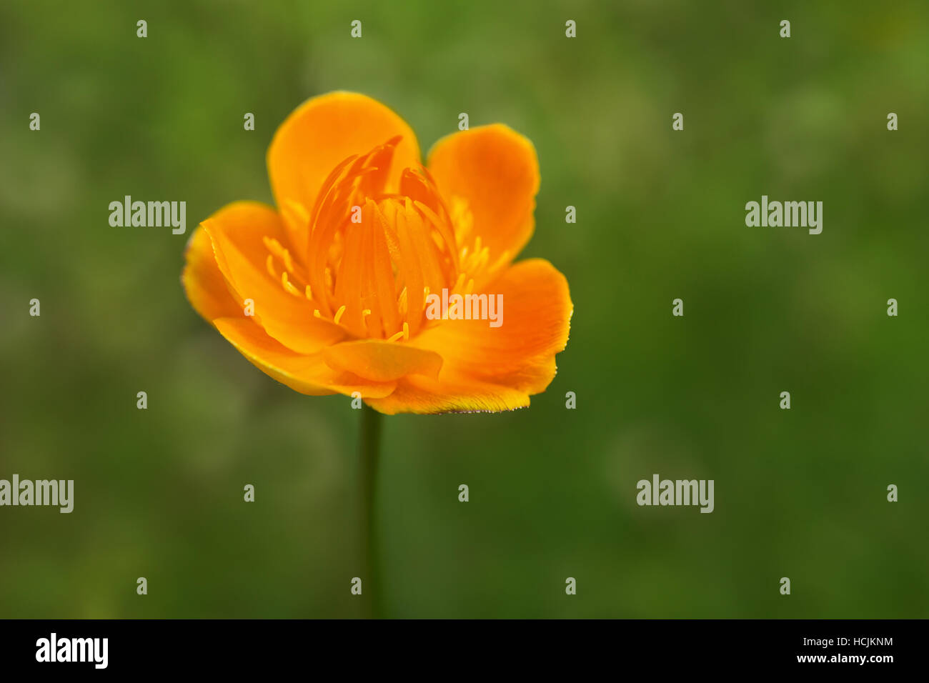 Trollius altaicus hi-res stock photography and images - Alamy
