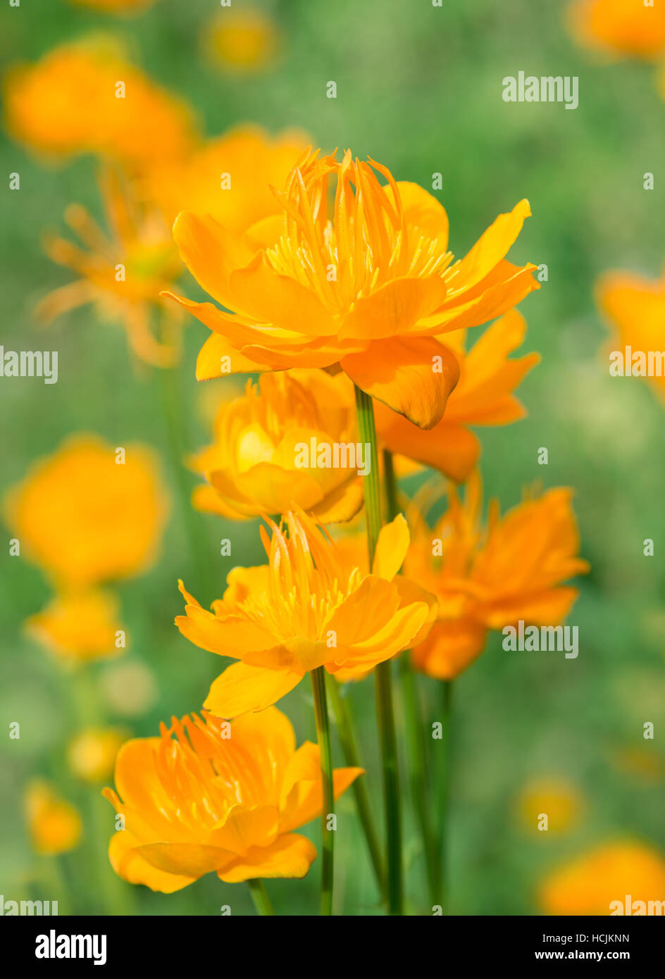 Trollius altaicus hi-res stock photography and images - Alamy