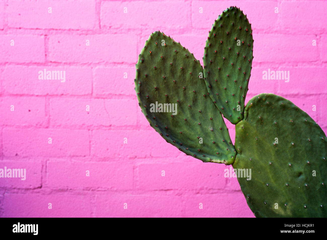 Prickly pear cactus (Opuntia, also known as nopales or paddle cactus ...