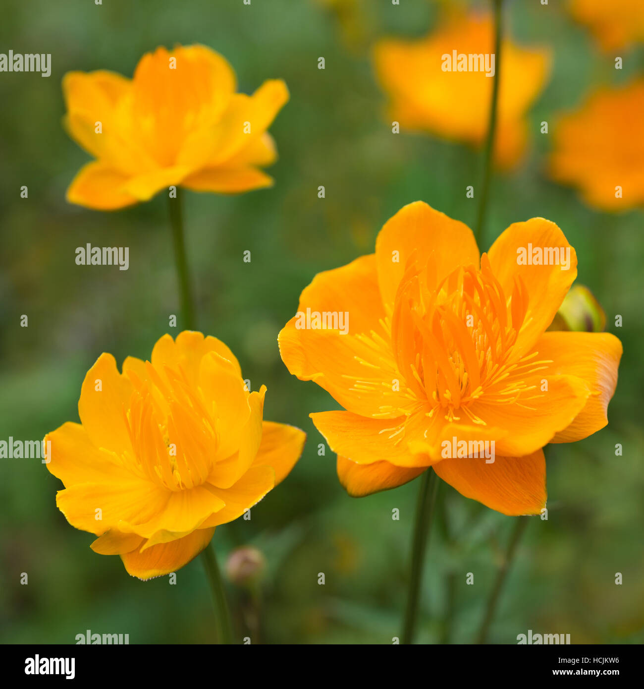 Trollius altaicus hi-res stock photography and images - Alamy