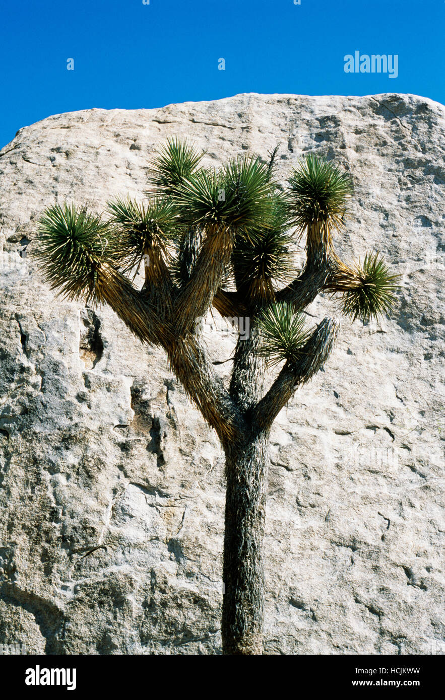 A lone Joshua tree (Yucca brevifolia) against blank rock face, Joshua ...