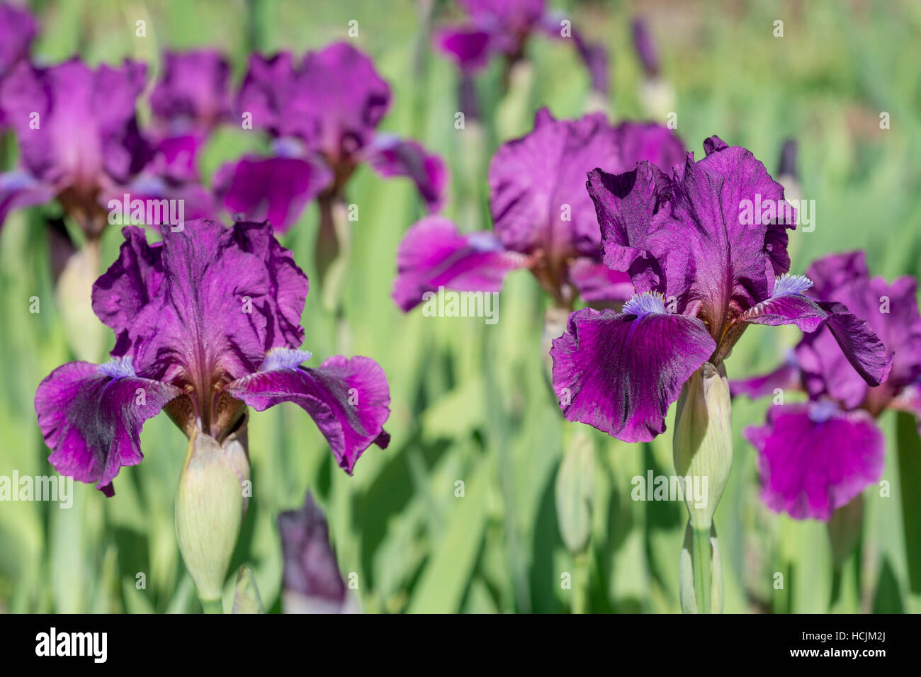 Flowers purple irises Stock Photo - Alamy