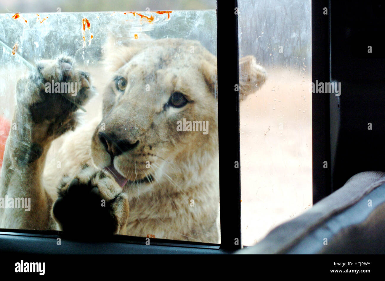 PREY, 2007. ©Weinstein Company/Courtesy Everett Collection Stock Photo ...