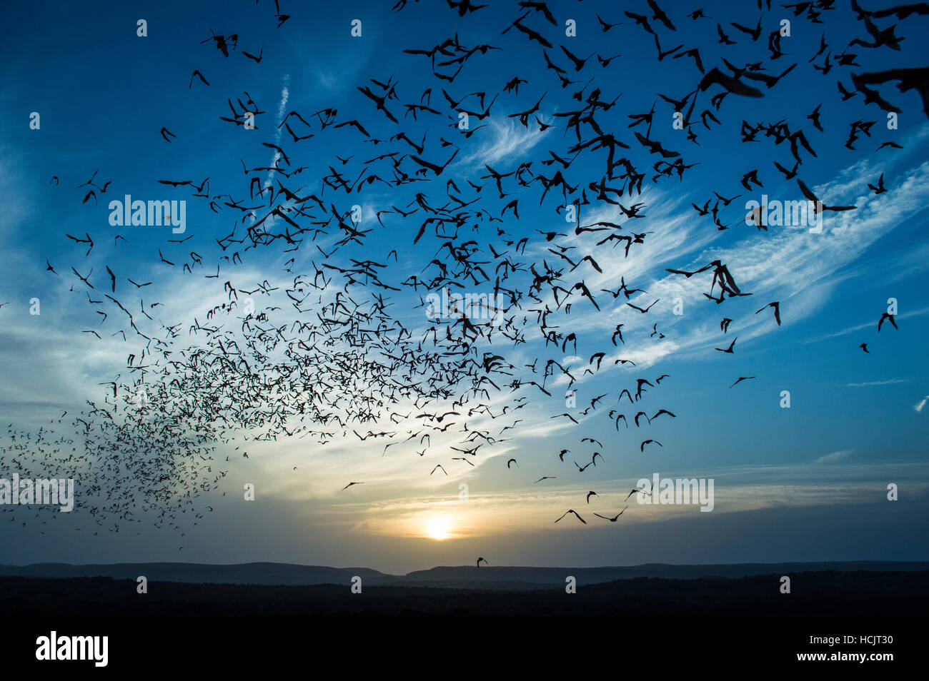 Bats emerging from cave Stock Photo - Alamy