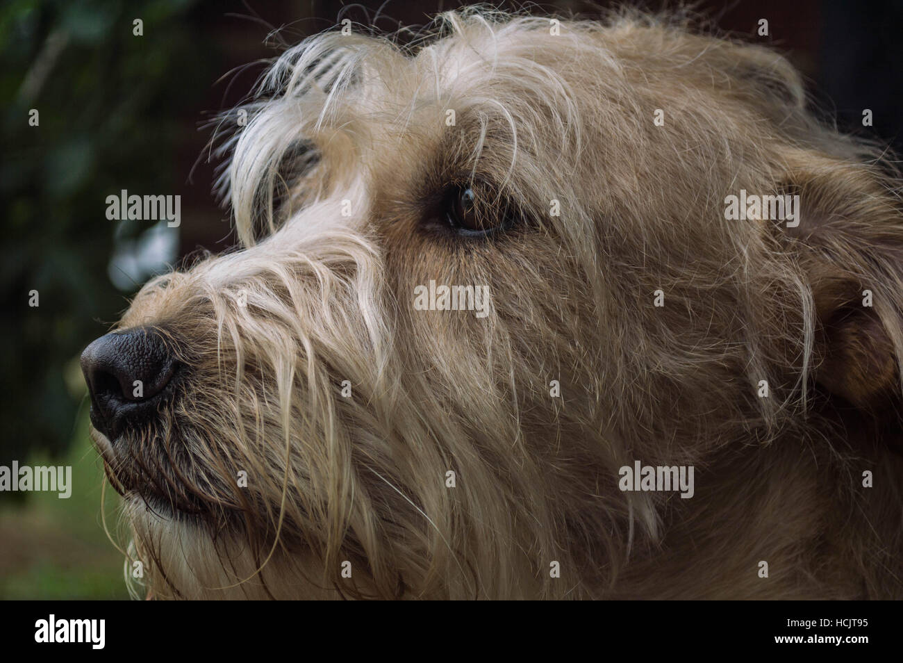 Small dog staring into the distance Stock Photo - Alamy