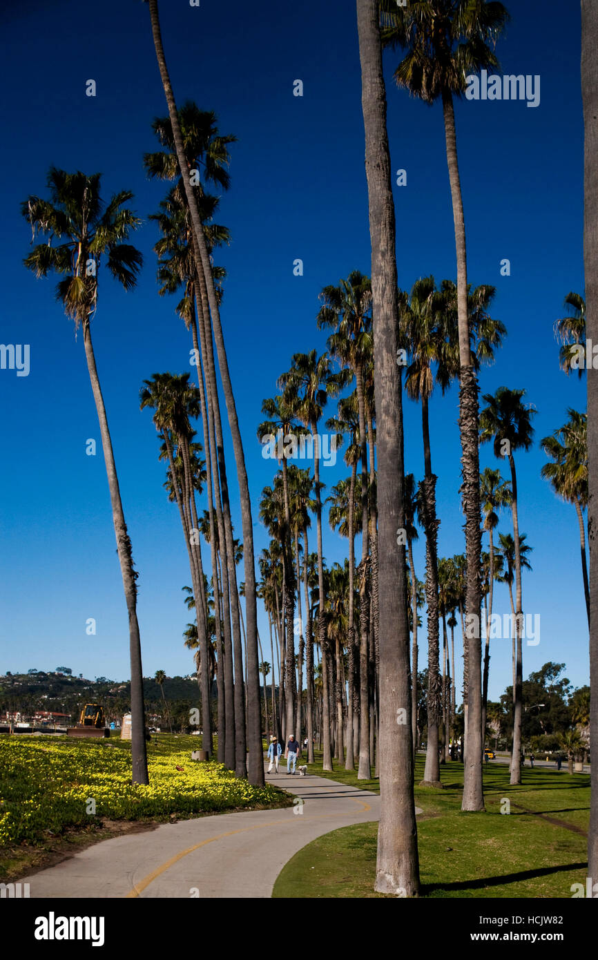 SANTA BARBARA, CA, USA. Tall, straight palm trees grow along a path in ...