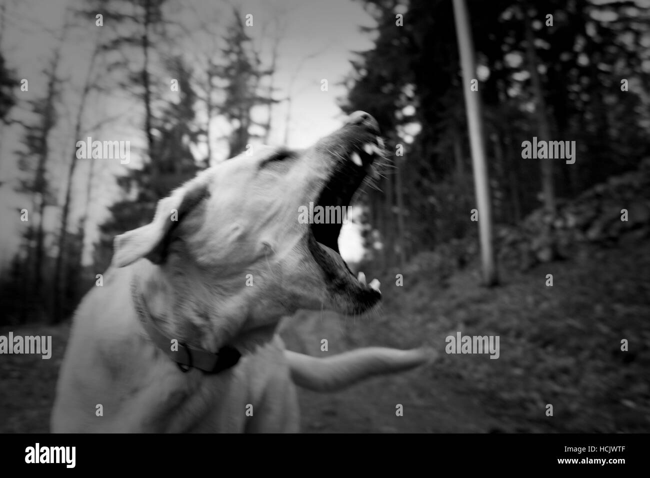 Tree barks Black and White Stock Photos & Images - Alamy