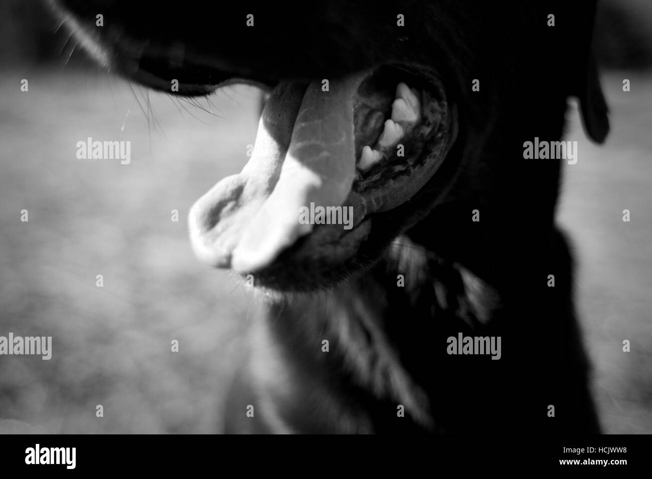 Moses Jackson, a black lab, pants after running in the woods in Duxbury ...