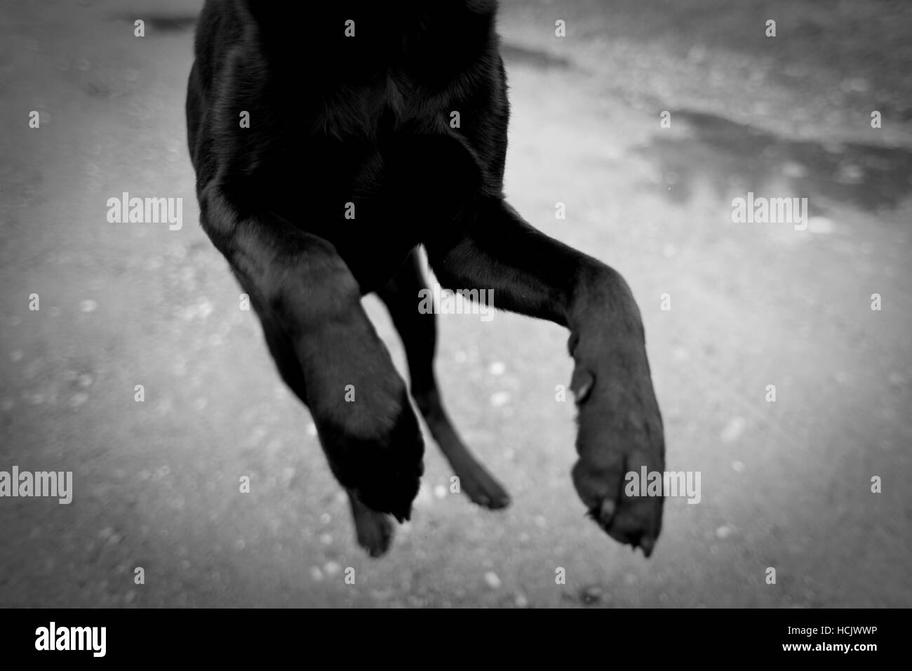 Moses Jackson, a black lab, jumps in the air on a dirt road in Duxbury ...