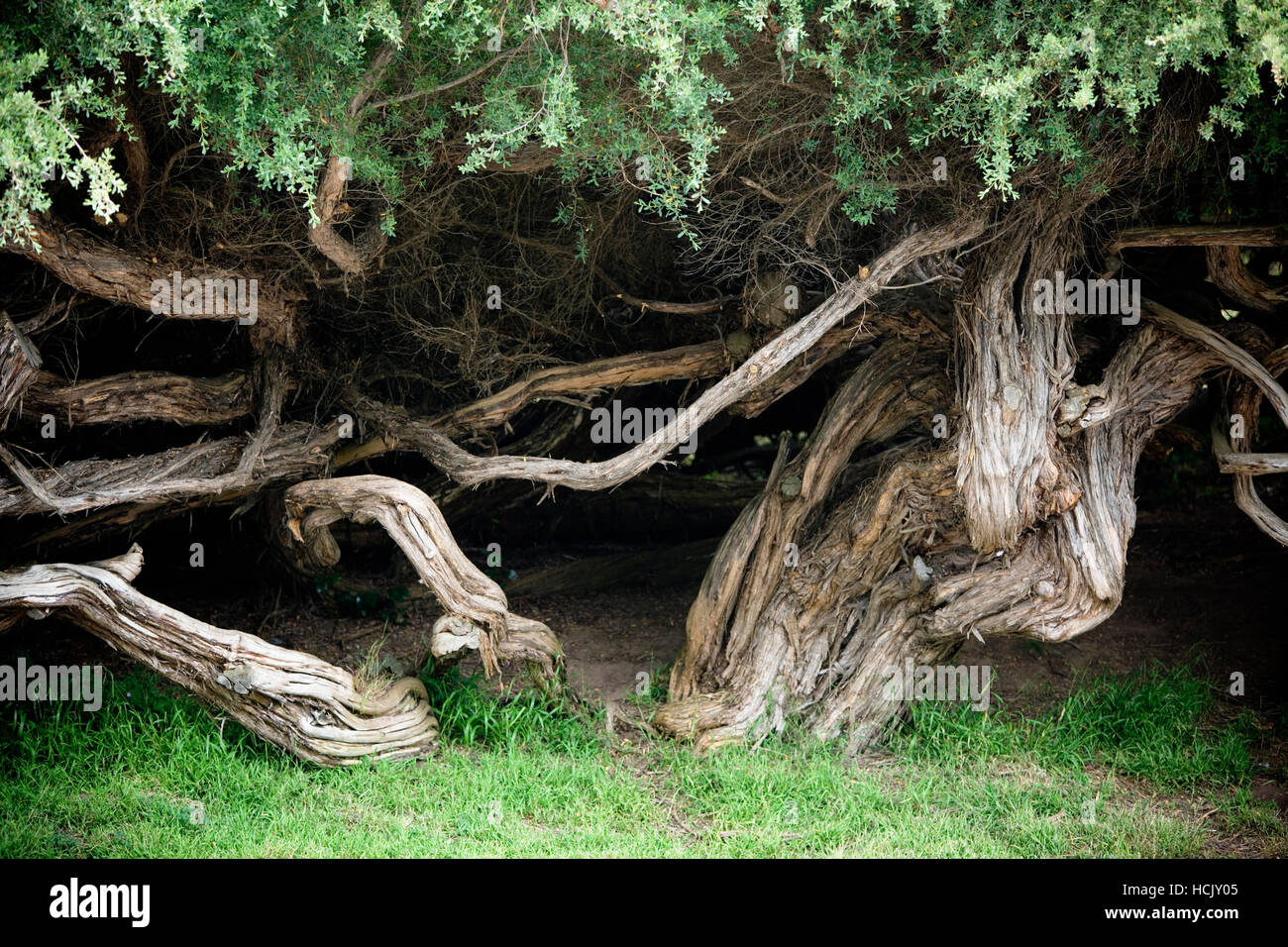 Close-up of twisted and weathered trees in Golden Gate Park, San Francisco, California Stock ...