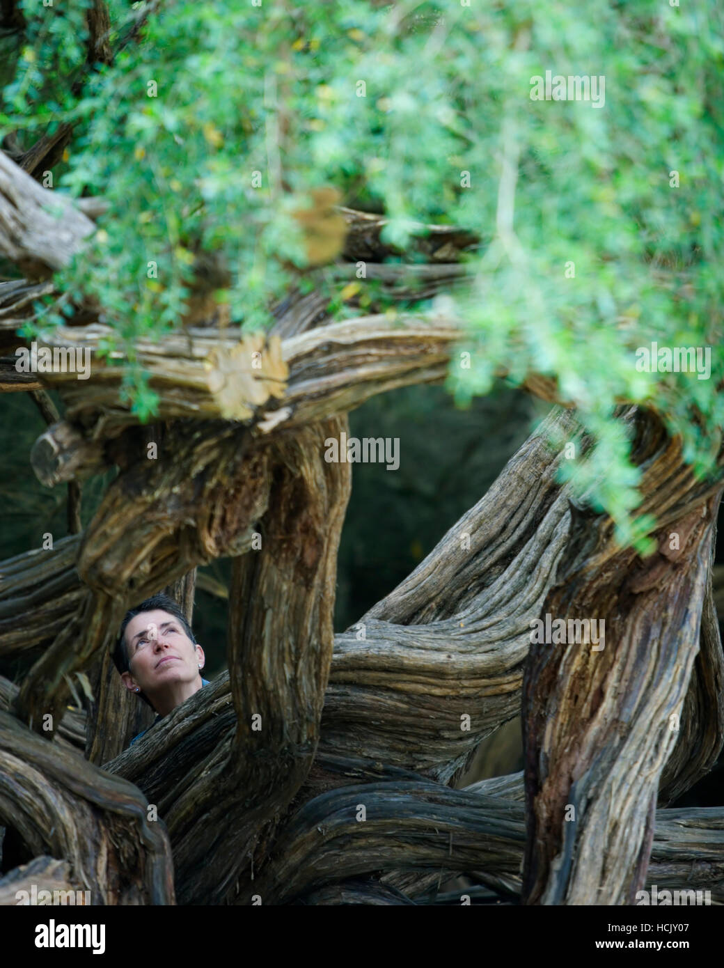 A woman's head among the twisted branches of weathered trees Stock ...