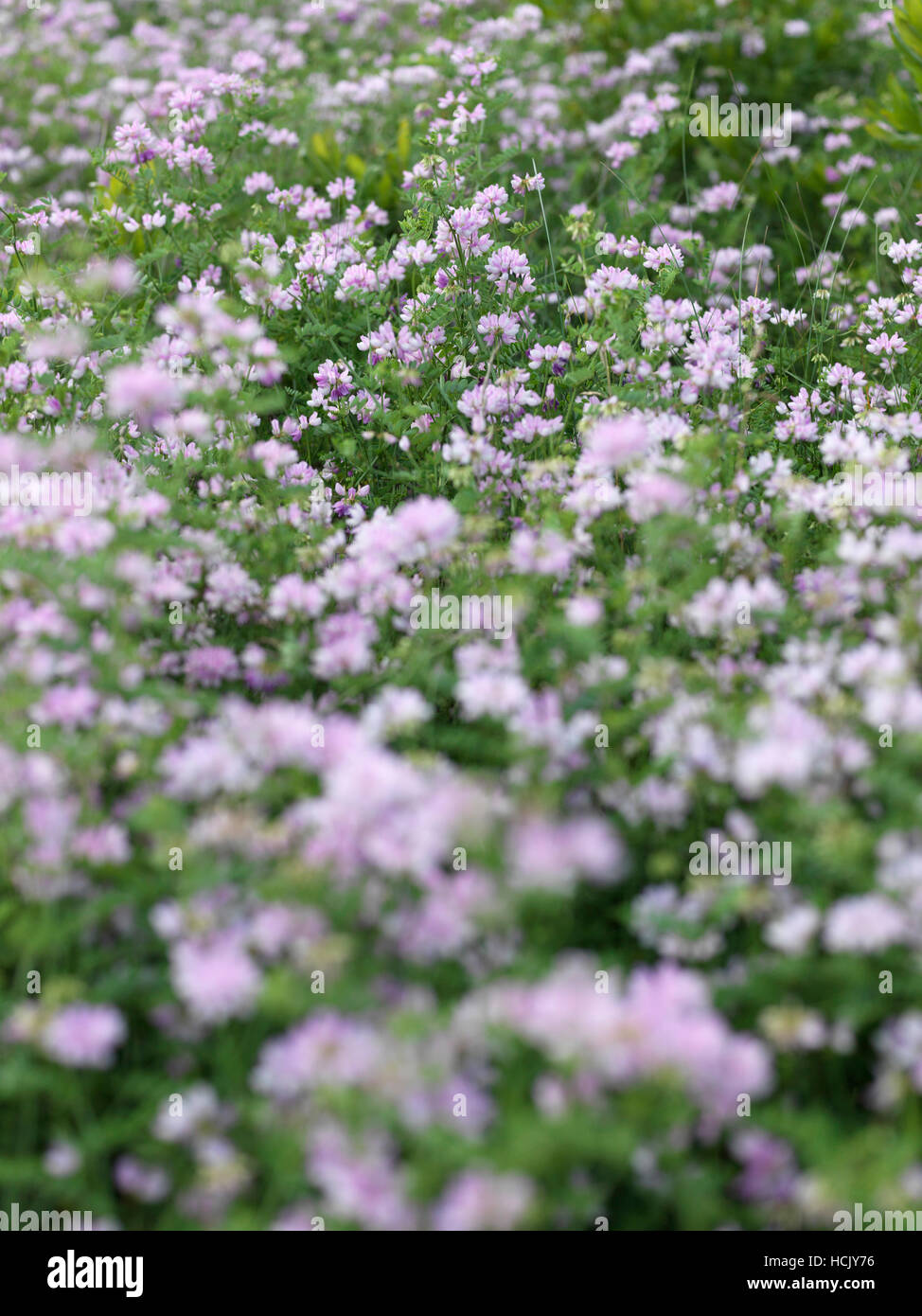 A field of wild flowers in Maine Stock Photo - Alamy