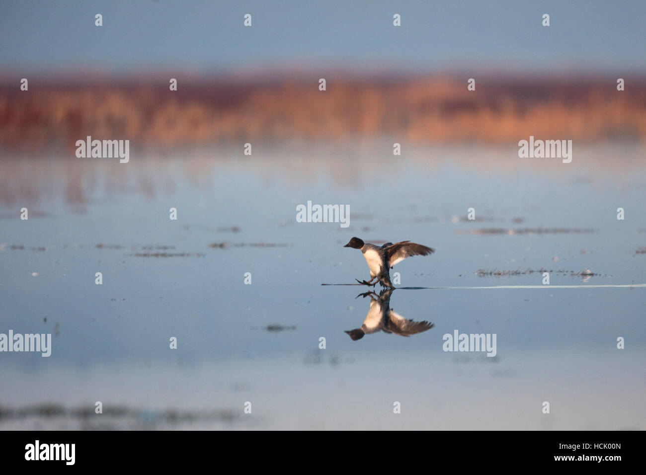 A Goldeneye Duck (Bucephala clangula) lands on shallow marsh waters in ...