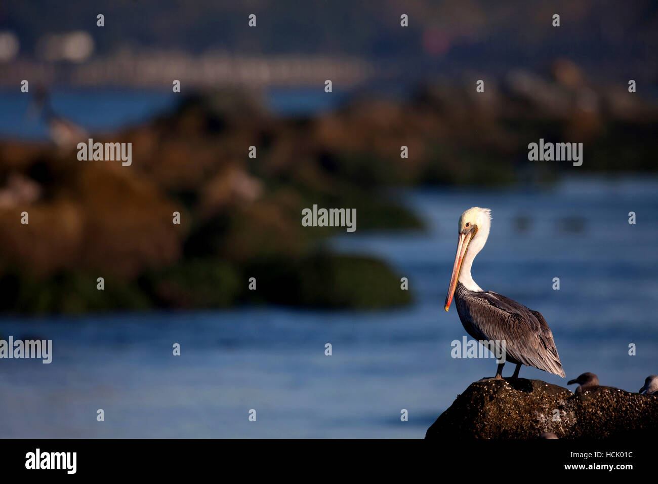 An American Brown Pelican (Pelecanus occidentalis) perches on jetty ...