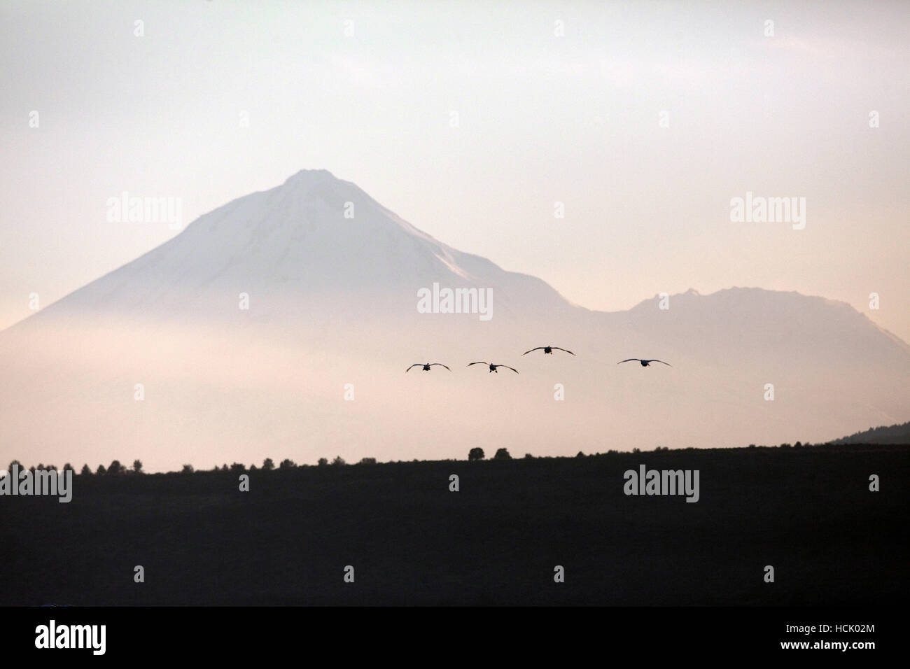 Canada Geese (Branta canadensis) fly in front of Mt. Shasta in northern ...