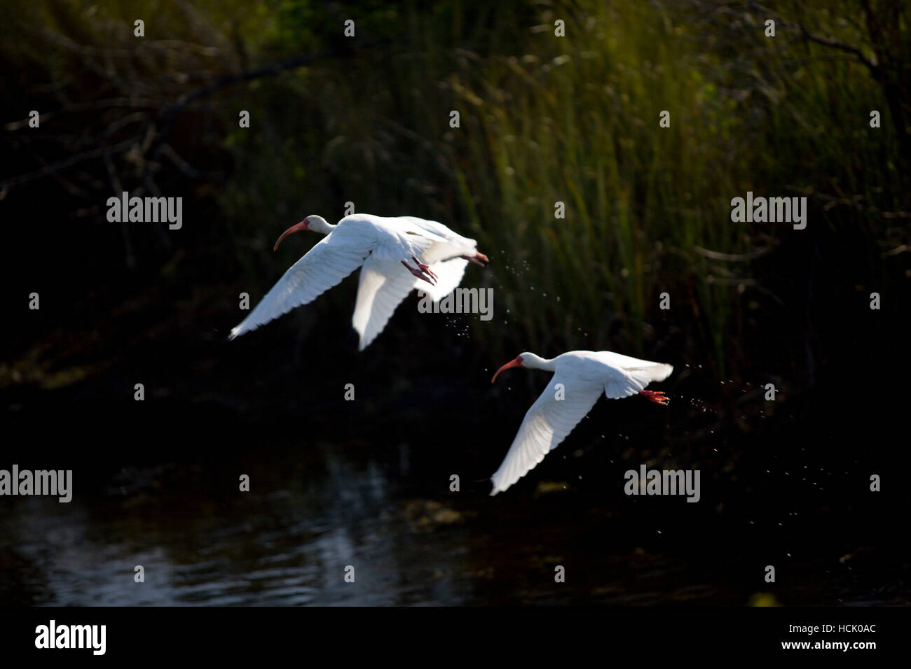Two American White Ibis in flight Stock Photo - Alamy