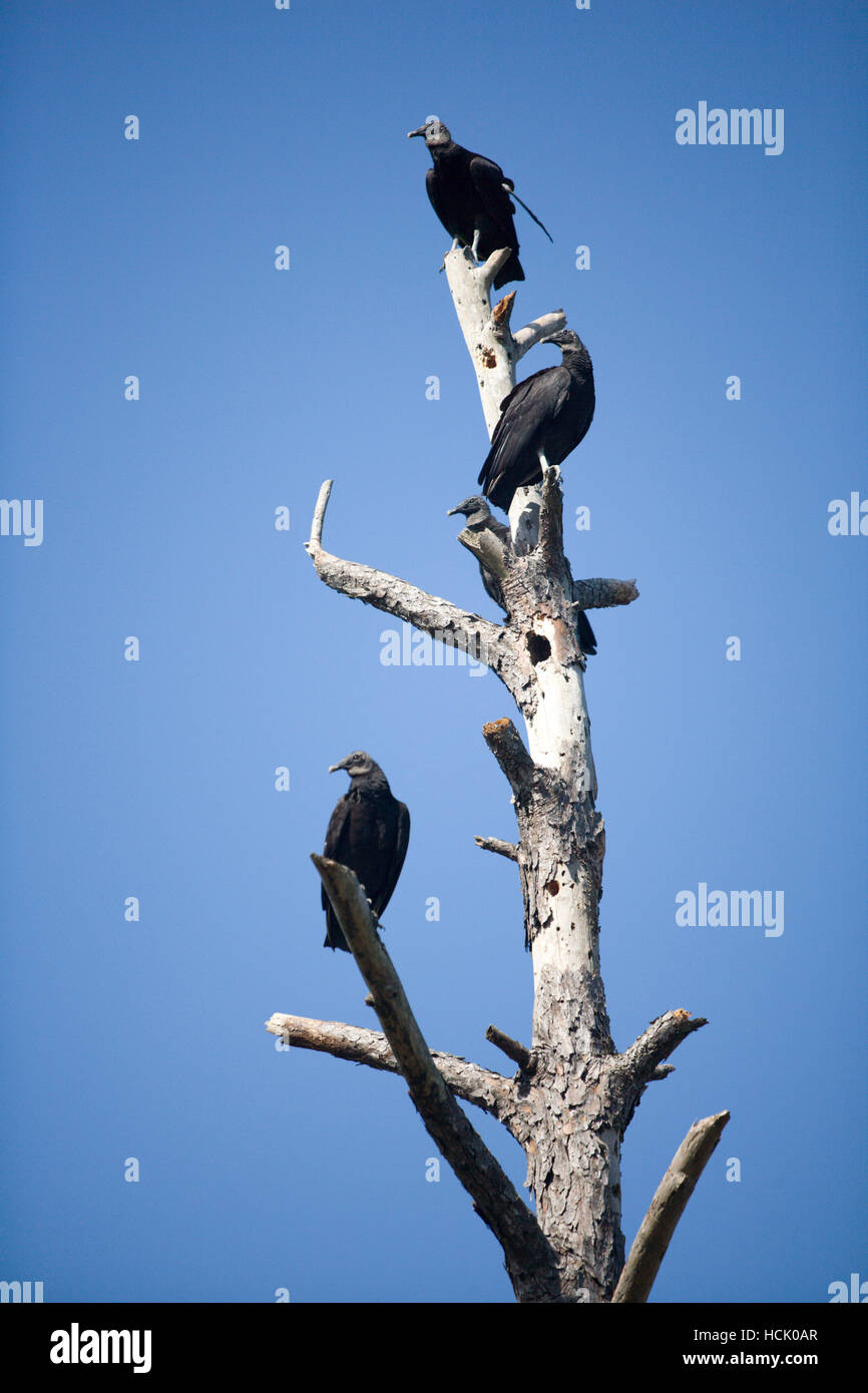 A group of American Black Vultures perch on a dead tree with blue sky ...