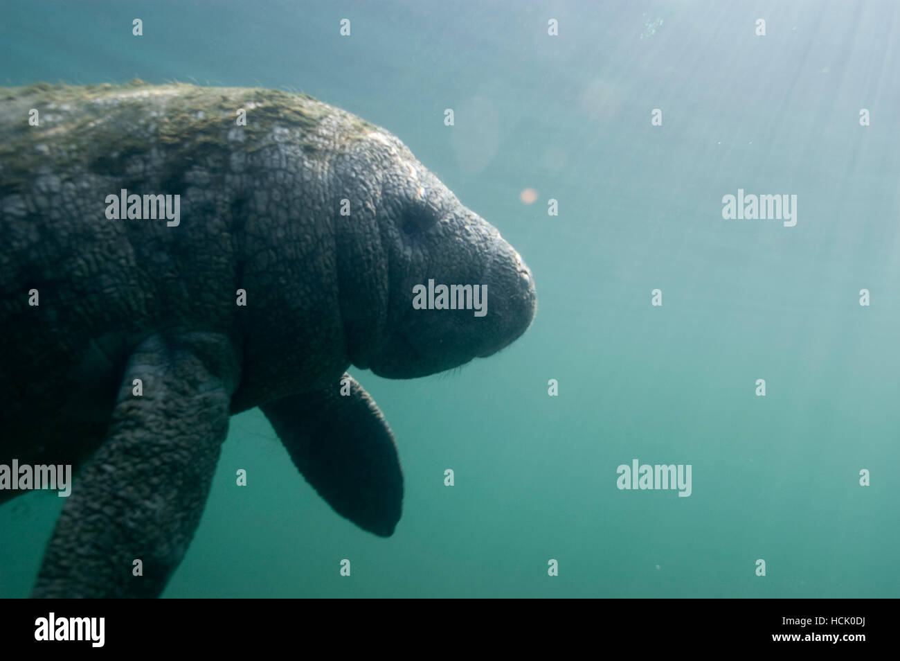 A side view of a Crystal River manatee swimming into the sunlight Stock ...