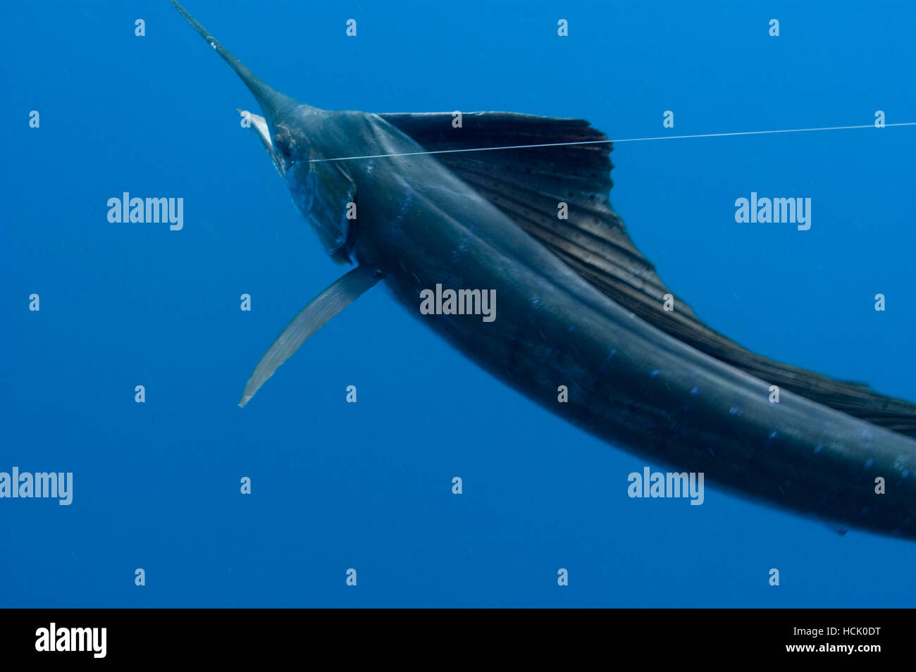 A sailfish fights a fishing line underwater Stock Photo - Alamy