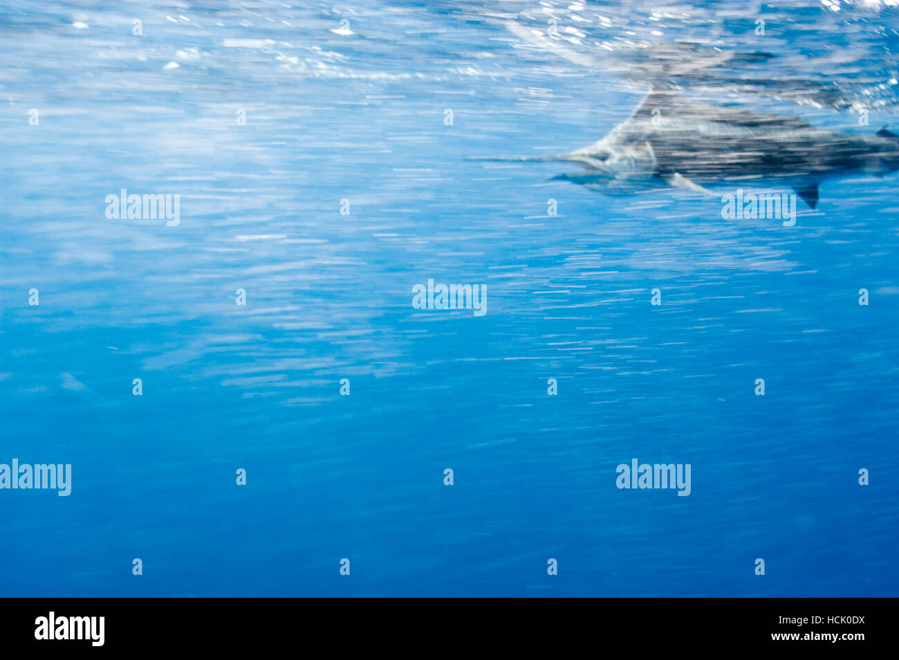 A sailfish in fast motion underwater near the surface Stock Photo - Alamy