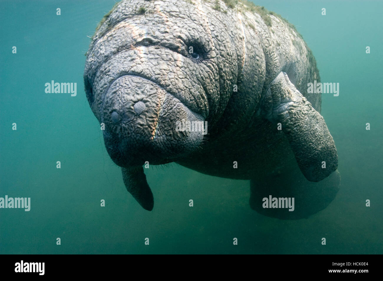 A front view of a Crystal River Manatee floating underwater Stock Photo ...