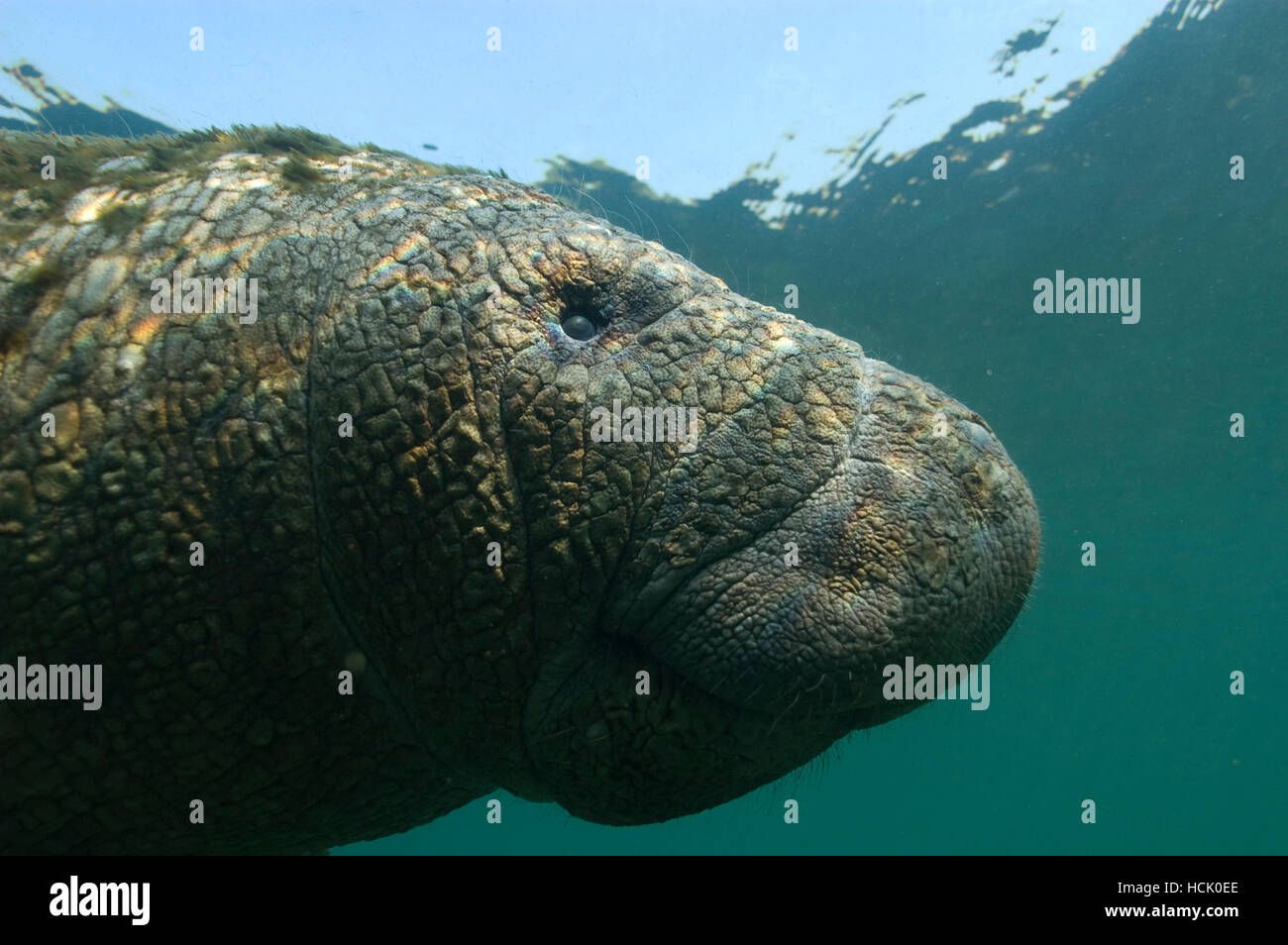 A profile of a Crystal River Manatee near the surface Stock Photo - Alamy