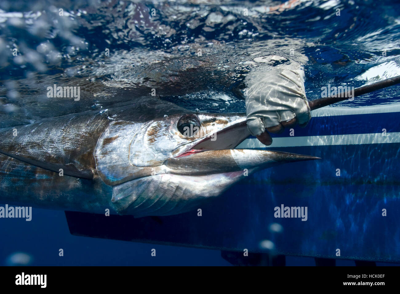 Grabbed a fish hi-res stock photography and images - Alamy