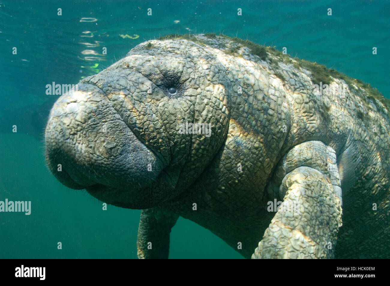 A profile of a Crystal River Manatee near the surface Stock Photo - Alamy