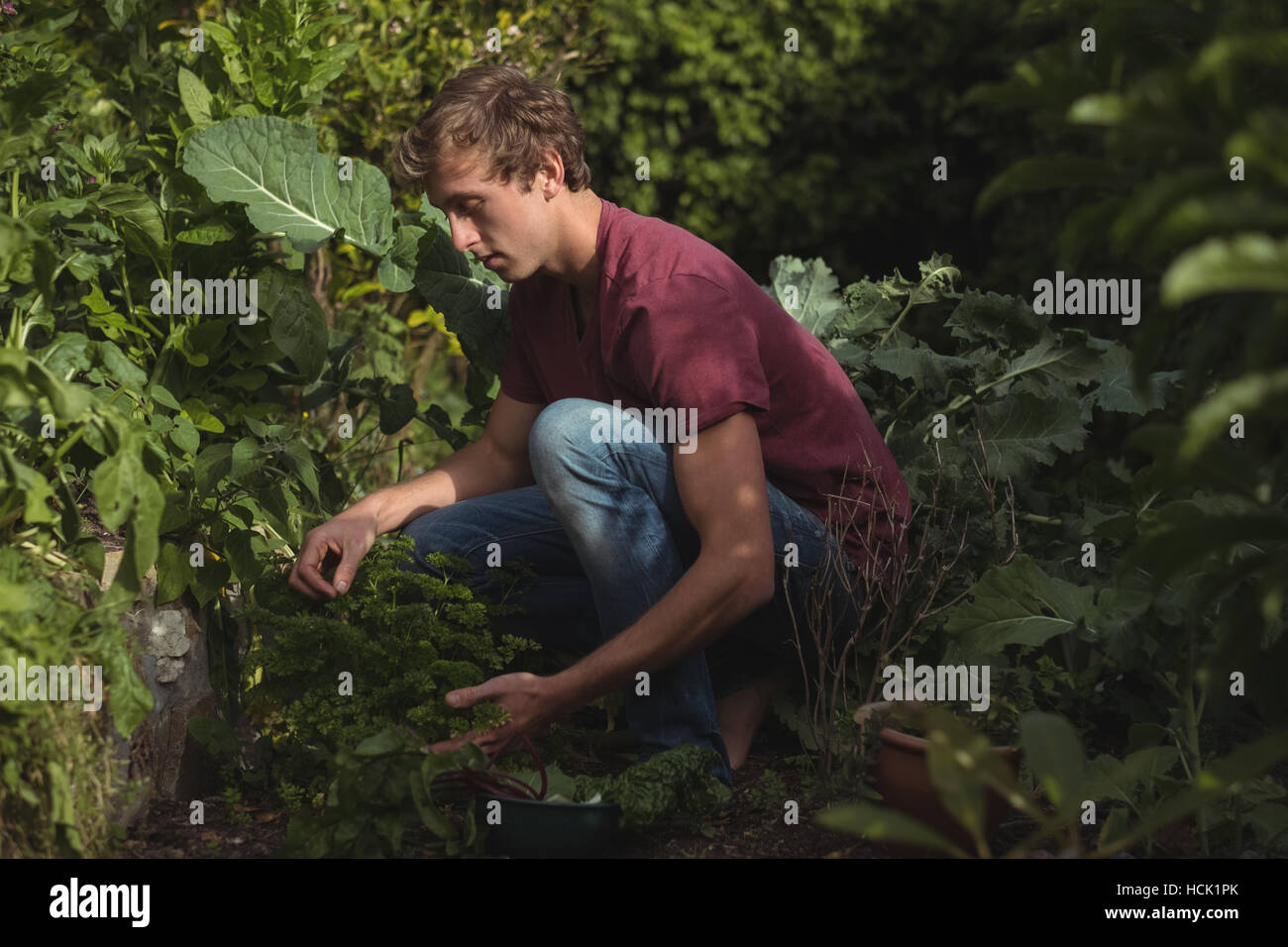 Man cutting lettuce leaves from plant Stock Photo - Alamy